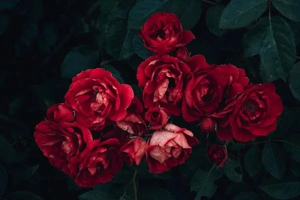 How to Choose the Perfect Bouquet of 100 Roses for Any Occasion