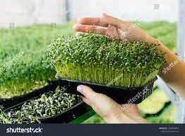 How to Start a Micro Farm