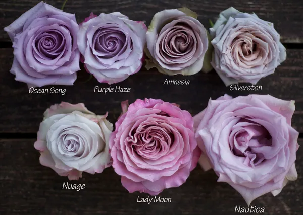 How to Make Lavender Roses the Star of Your Floral Arrangements