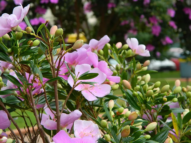 How to Choose the Best Leaf Blade for Your Gardening Needs