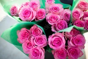 How to Choose and Send the Perfect Two Dozen Roses for Any Occasion