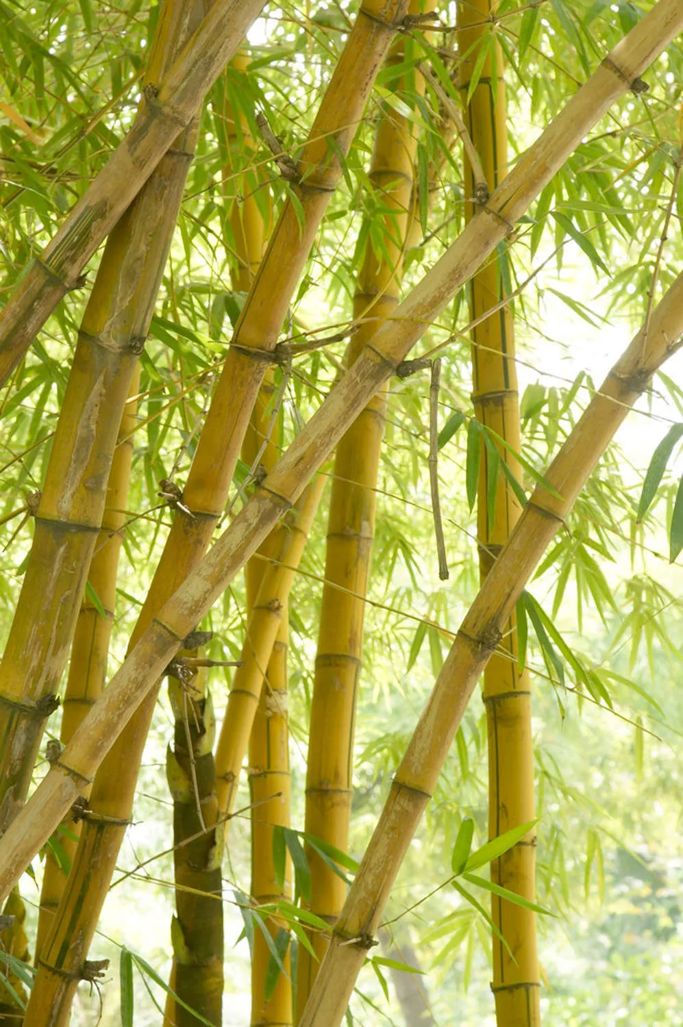 Growing Moso Bamboo Seeds A Comprehensive Guide