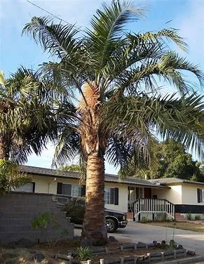 The Ultimate Guide to Growing and Caring for Mule Palms