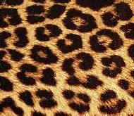 Unleash your Inner Wild with Pantera Animal Prints – Shopping Guide 2021
