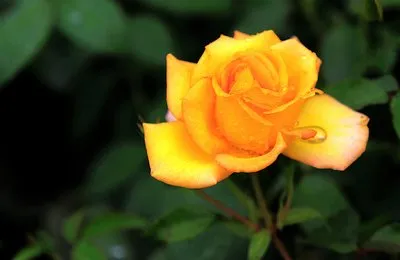 The Ultimate Guide to Rose Flowers about How to Choose, Care for, and ...