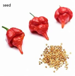 Where to Buy the Best Carolina Reaper Seeds A Shopping Guide for Spicy Pepper Enthusiasts