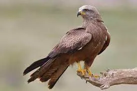 10 Best Shopping Spots for Kite Bird Enthusiasts!