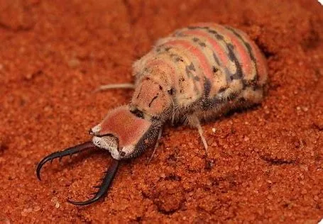 How to Care for Your Adult Antlion Tips and Tricks for Happy Hunting