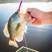 Why Bobby Garland Jigs are the Best Lures for Crappie Fishing