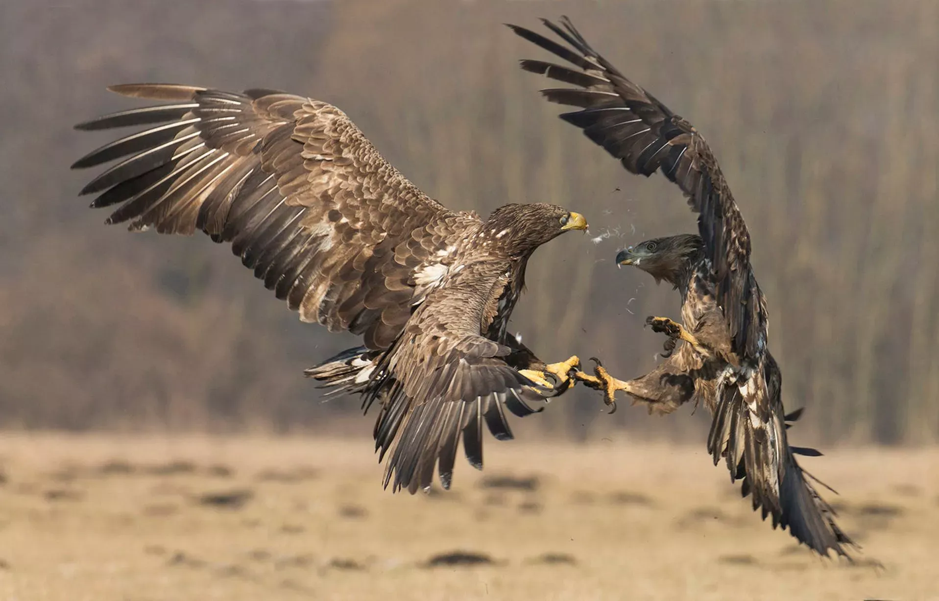 How to Capture Stunning Wildlife Shots with the Photo Eagle?