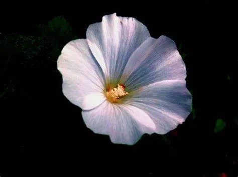 Discover the Angelic Flower Collection An Ultimate Guide to Flower Shopping