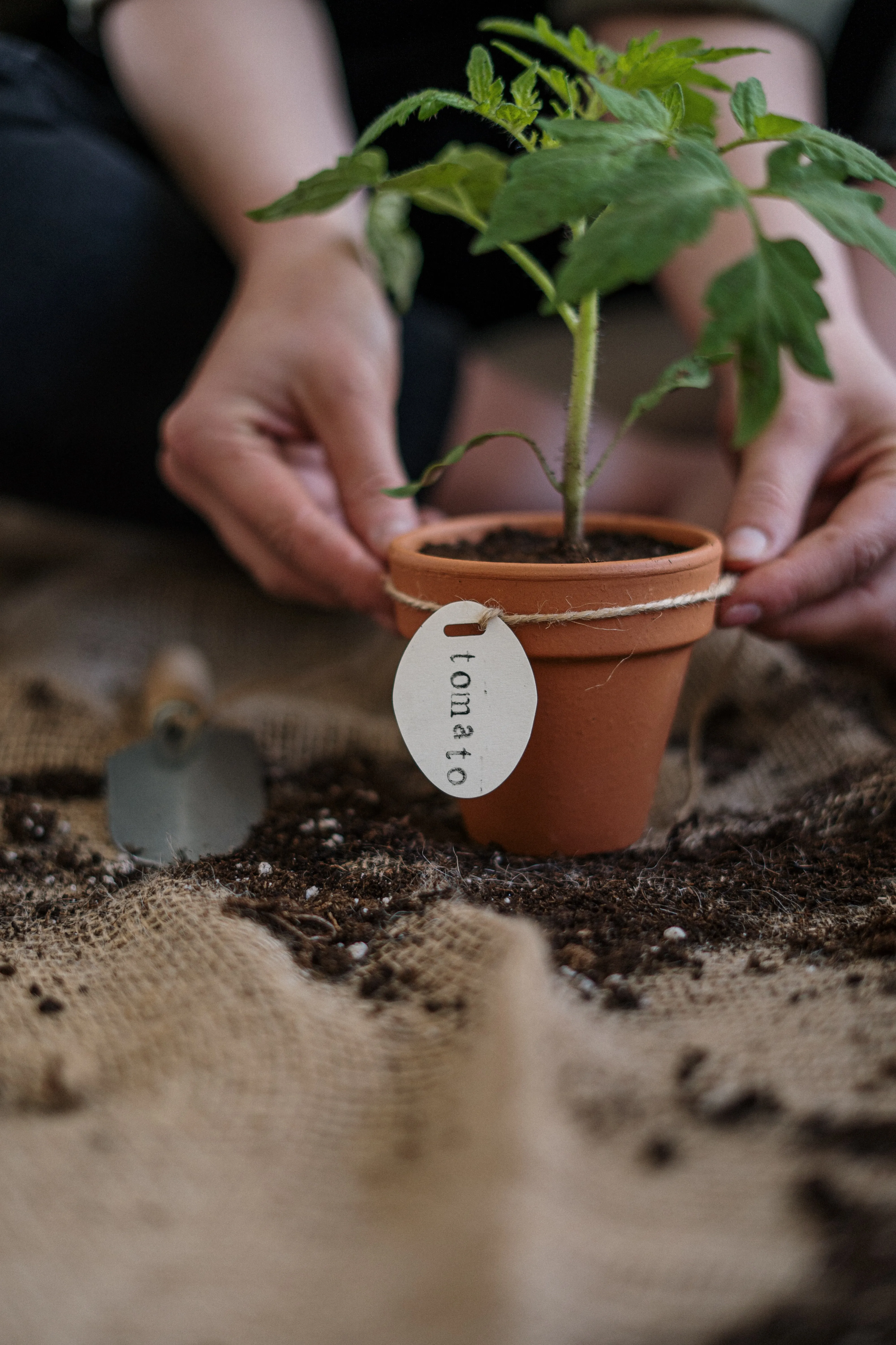 The Ultimate Guide to Flower Preserving Methods, Tips, and Tricks