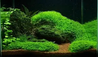 Creating a Thriving Moss Aquarium Your Comprehensive Guide