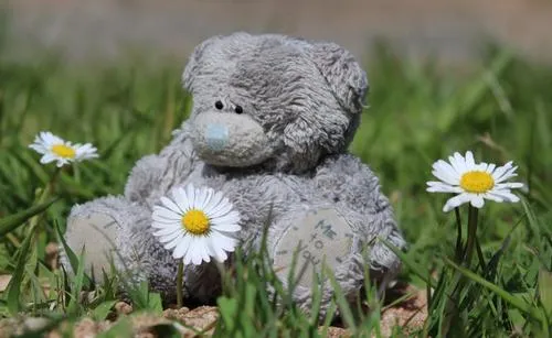 Sorprende a tus seres queridos con hermosos ositos de flores