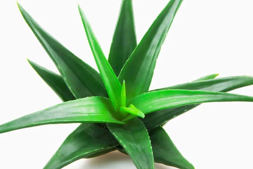 10 beneficios de la flor de aloe vera que no conocías