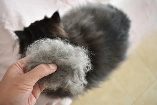 The Ultimate Guide to Shopping for Cat Curly Hair Products
