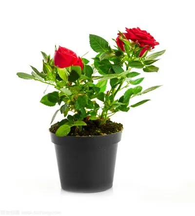 Growing Beautiful Roses in Pots A Shopping Expert's Guide