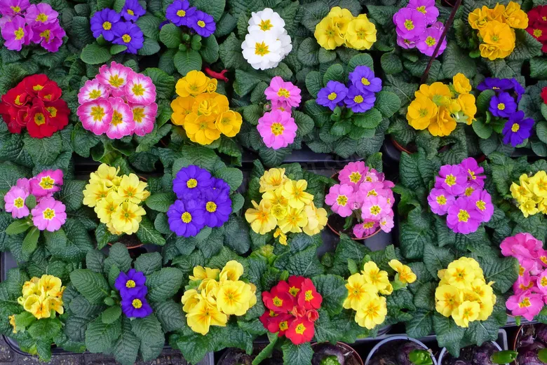 The Ultimate Guide to Growing and Caring for Primrose Flowers Tips ...