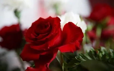 What Makes Roses Flowers So Popular?