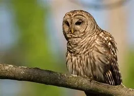 How to Attract Brown Owls to Your Garden Tips and Tricks