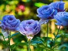 How to Choose the Perfect Color Roses for Any Occasion