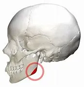 How to Improve Your Appearance by Understanding Your Gonial Angle