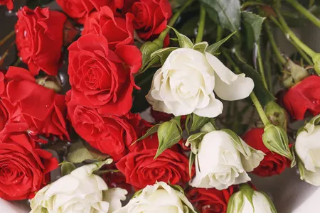 How to Choose the Perfect Bouquet of Red and White Roses for any Occasion