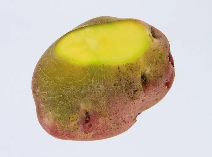 The Truth About Green Potatoes Are They Safe to Eat?