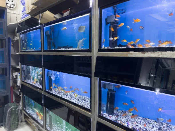 Everything You Need to Know Before Visiting an Aquarium Store