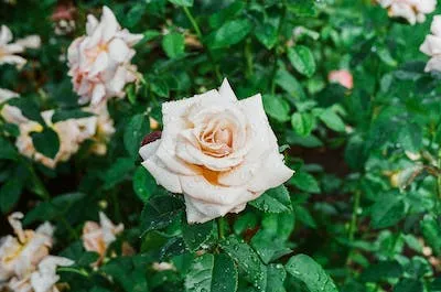 How to Care for Mini Rose Plants Tips and Tricks