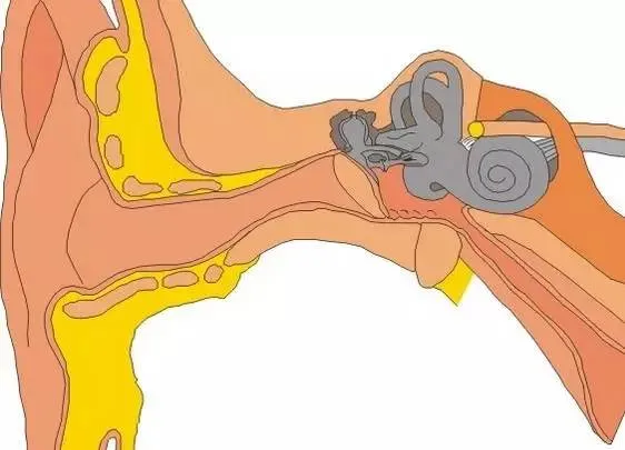 How to Shop for Ear Fungus Treatments A Comprehensive Guide