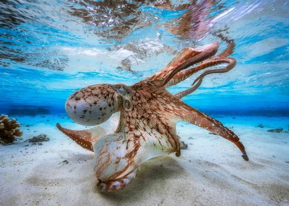 Unveiling Octopus Intelligence How Smart Are These Creatures?