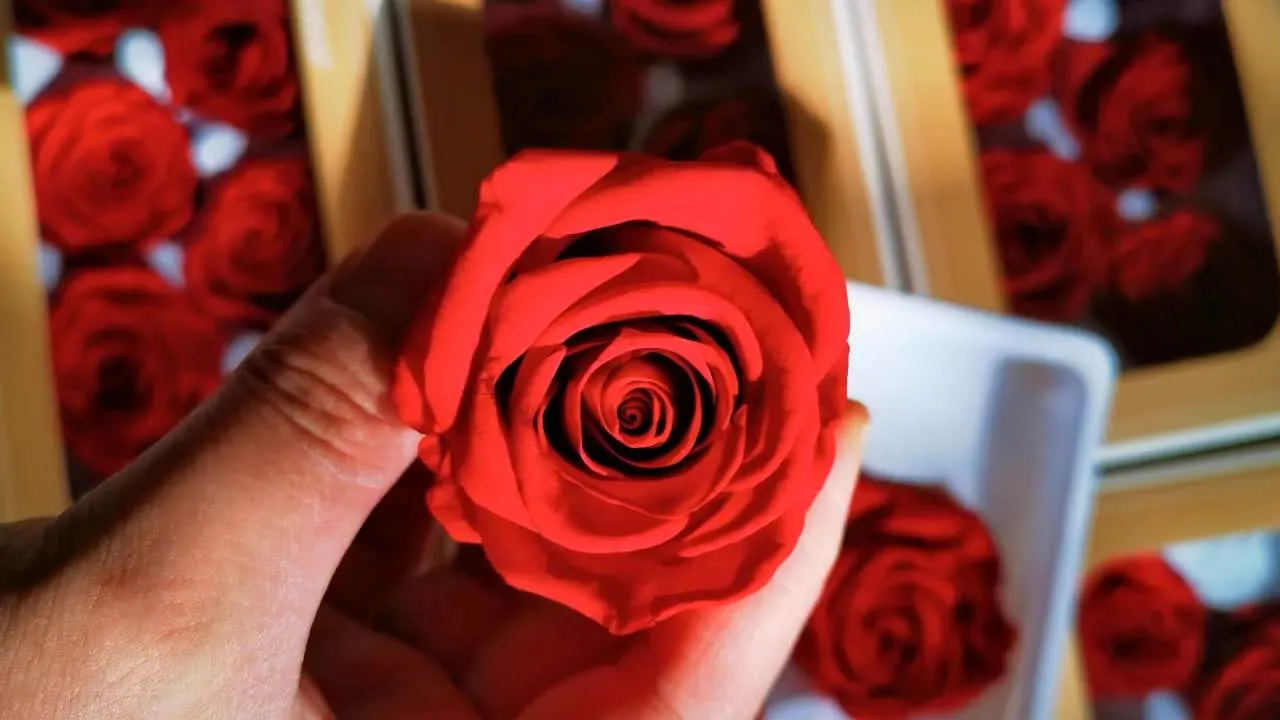Eternal Rose The Ultimate Guide to Finding and Preserving the Perfect Bloom