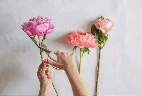 Preserve Flowers How to Keep Your Blooms Fresh for Longer