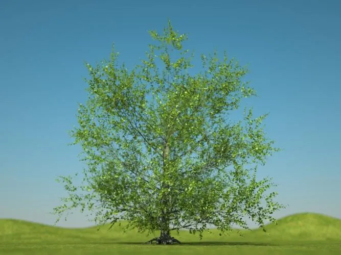 The Beauty and Benefits of Alder Trees