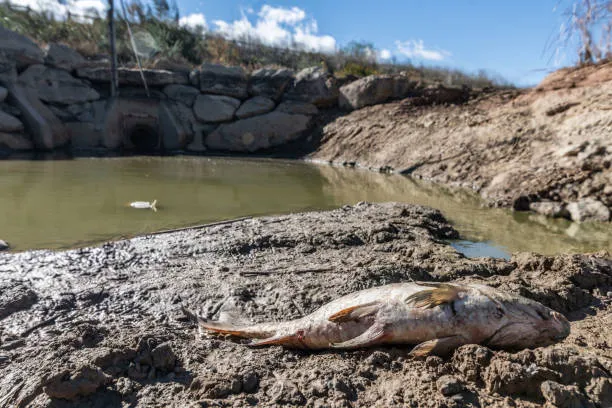 Why Dead Water is Killing Your Plants