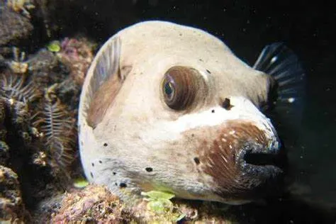 Dog Face Puffer - The Ultimate Guide for Keeping and Caring