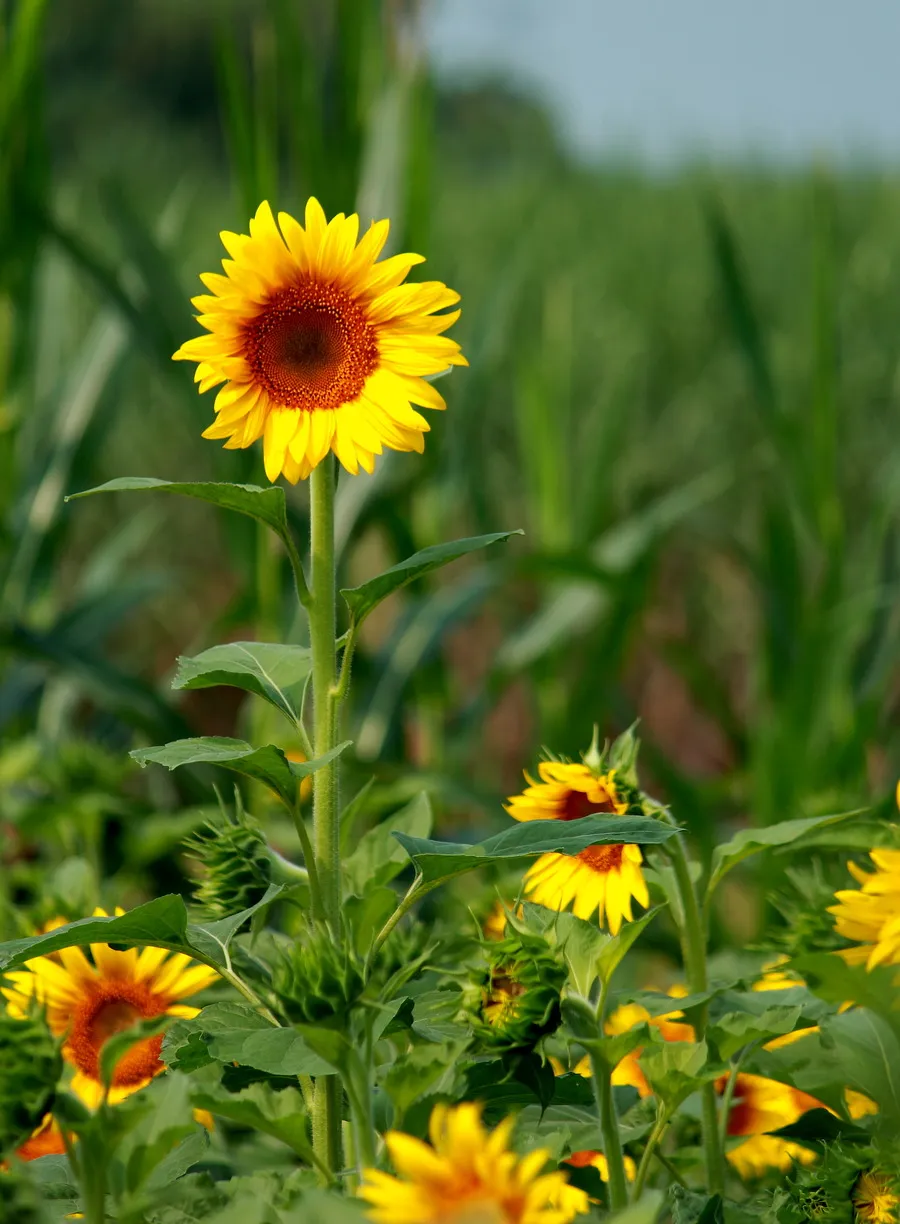 Brighten Up Your Day with a Stunning Sunflowers Bouquet