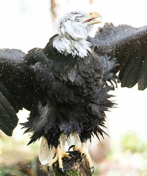 What is Dead Eagle and How to Shop for It?