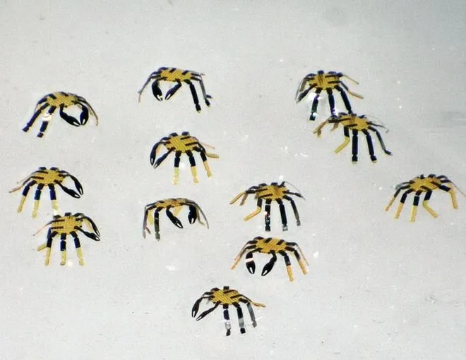 Discover the Delightful World of Thai Micro Crabs - Your Ultimate Guide