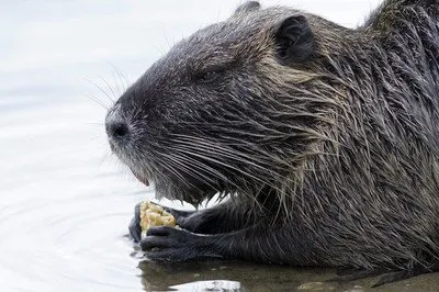 ¿Qué son los dientes de castor y cómo pueden beneficiar su experiencia ...