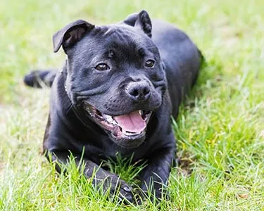 What Makes Staffy Dogs the Perfect Shopping Companion