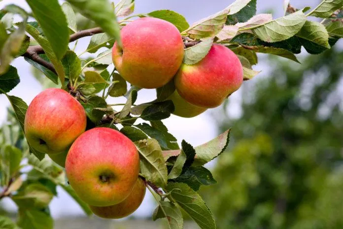 Prune Fruit Trees Like a Pro Expert Tips for a Bountiful Harvest