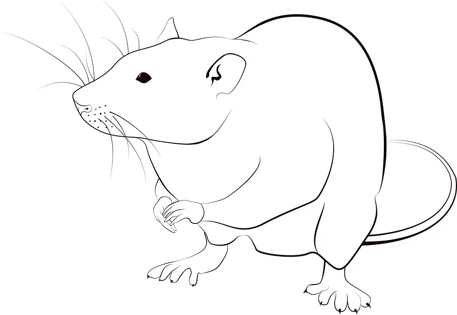 The Fascinating World of Drawings of Rats From Artistic Inspirations to ...