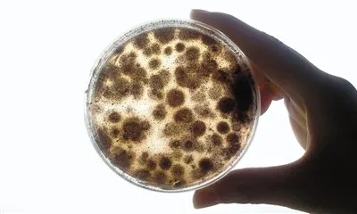 The Dangers of Mold in Water What You Need to Know