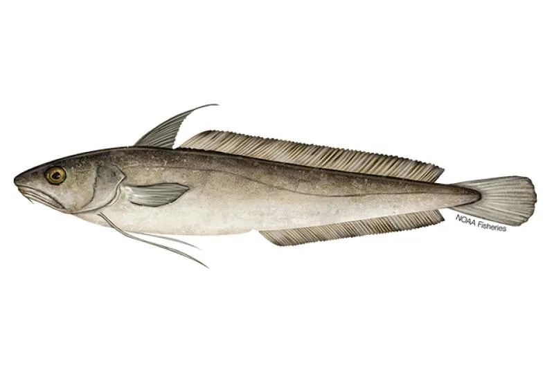 Why Fish Hake is the Perfect Choice for a Delightful Meal