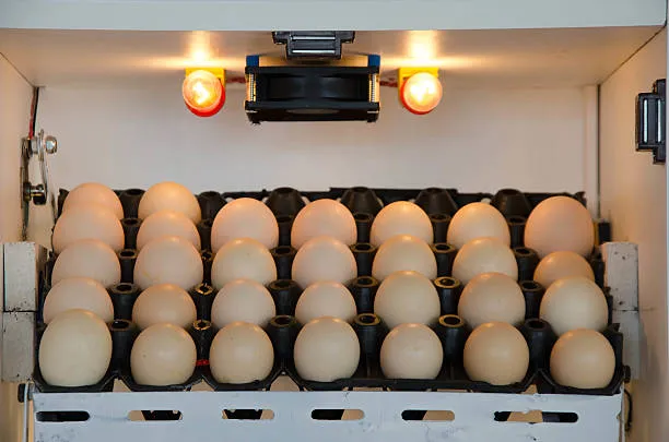 Why Chicken Incubators Are Essential for Raising Healthy Chickens