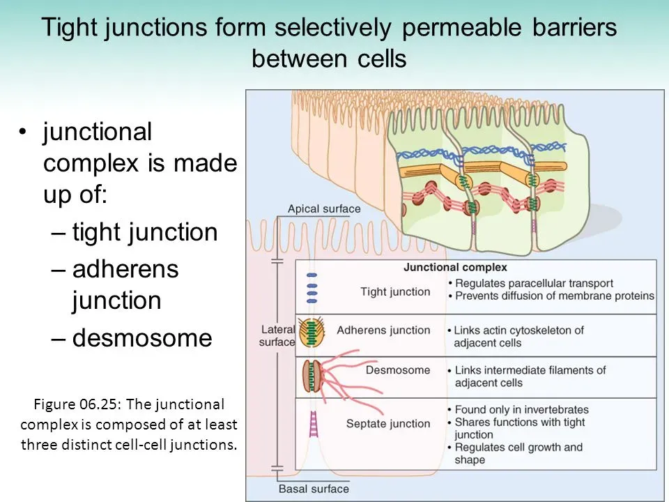 Types of Cell Junctions Understanding Their Importance in Maintaining ...