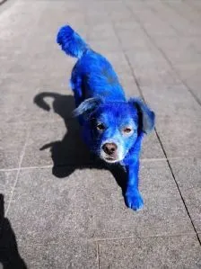 How to Find the Perfect Blue Dog for Your Home