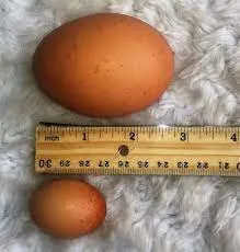 Why Rhode Island Red Eggs are the Best Choice for Healthy Eating?